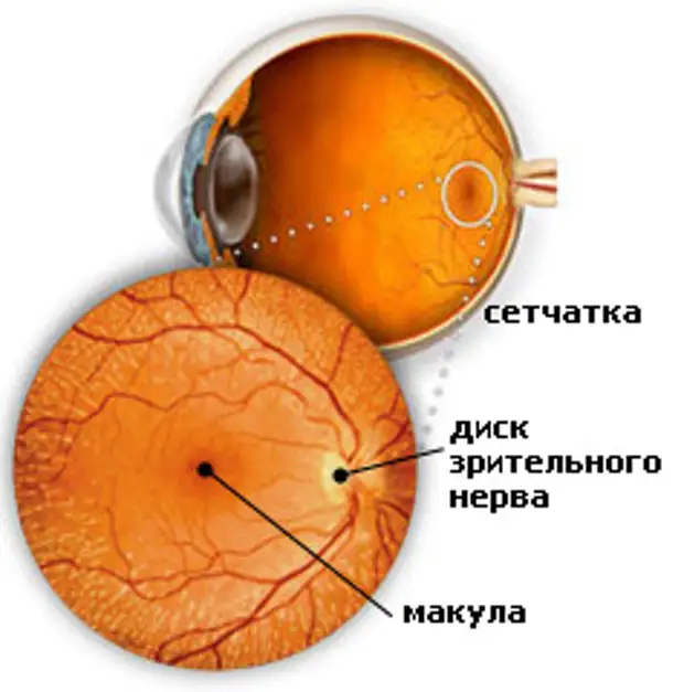 Retina, macula, jijiyar gani