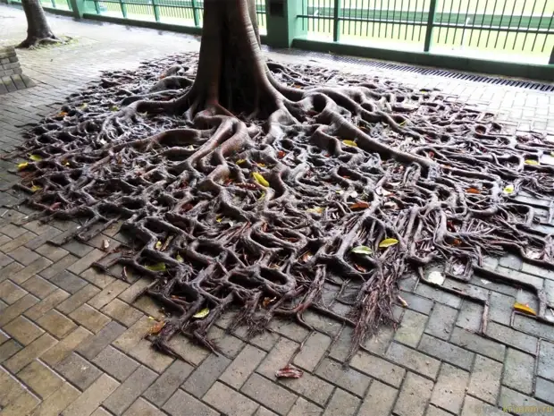 How trees survive