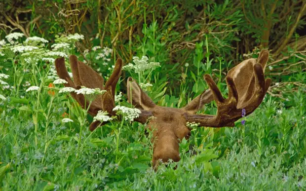 Animals in photographs