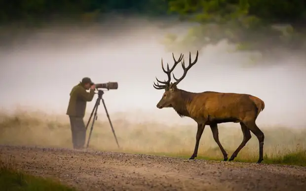 Animals in photographs