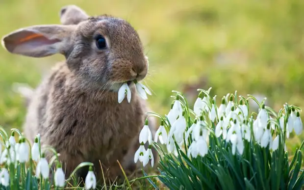 Animals in photographs