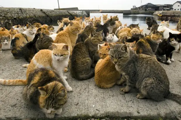 10 fascinating facts about feline survival strategy in human cities