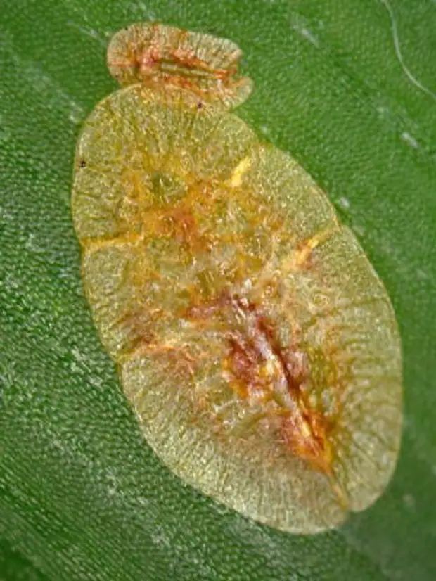 Mga peste ng houseplant at paraan ng paglaban sa kanila