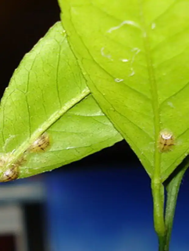 Mga peste ng houseplant at paraan ng paglaban sa kanila