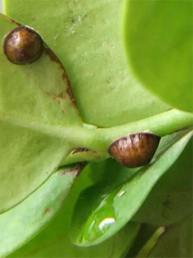 Mga peste ng houseplant at paraan ng paglaban sa kanila