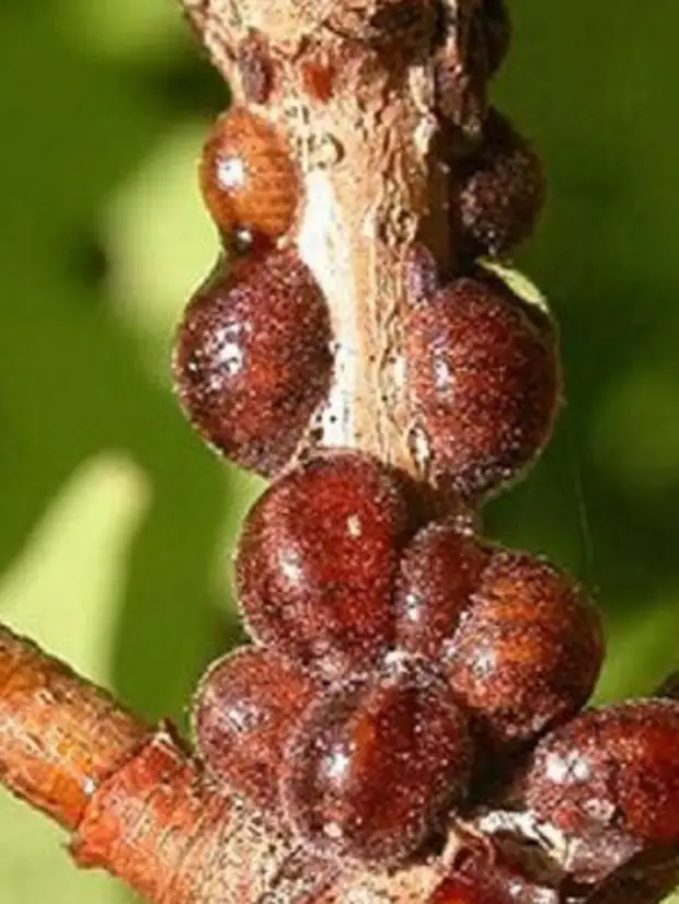 Mga peste ng houseplant at paraan ng paglaban sa kanila