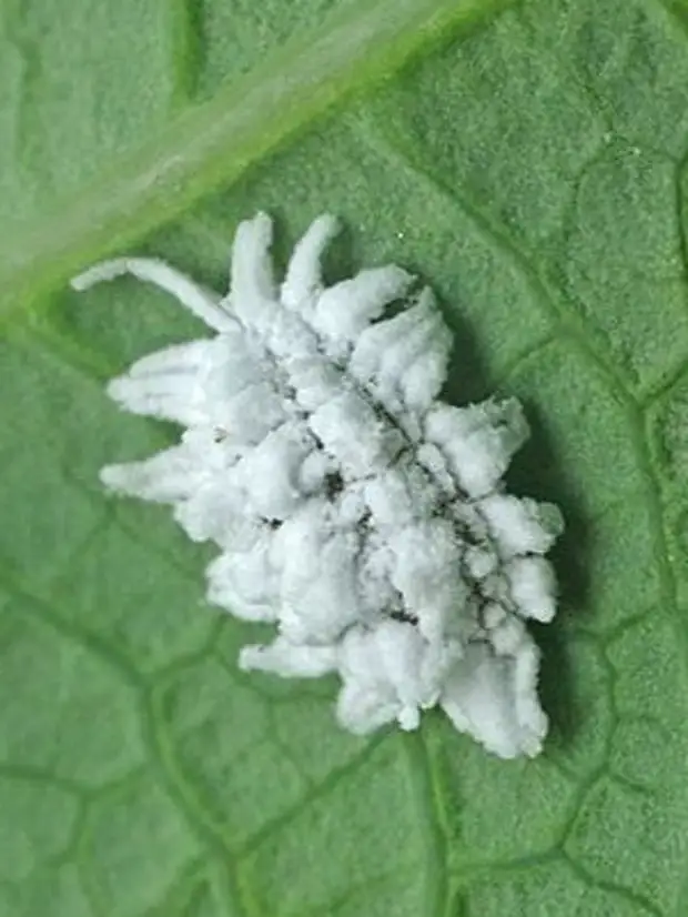 Mga peste ng houseplant at paraan ng paglaban sa kanila