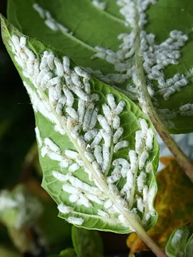 Mga peste ng houseplant at paraan ng paglaban sa kanila