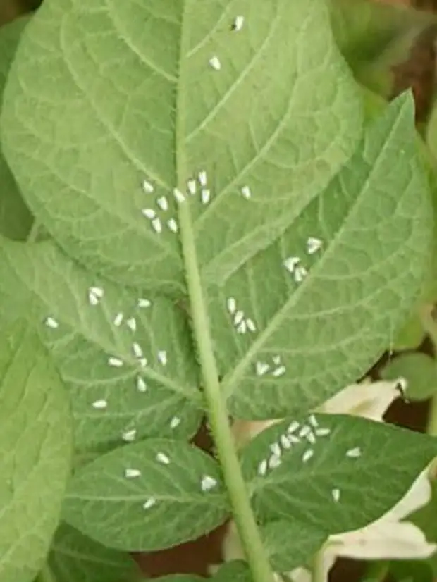 Mga peste ng houseplant at paraan ng paglaban sa kanila