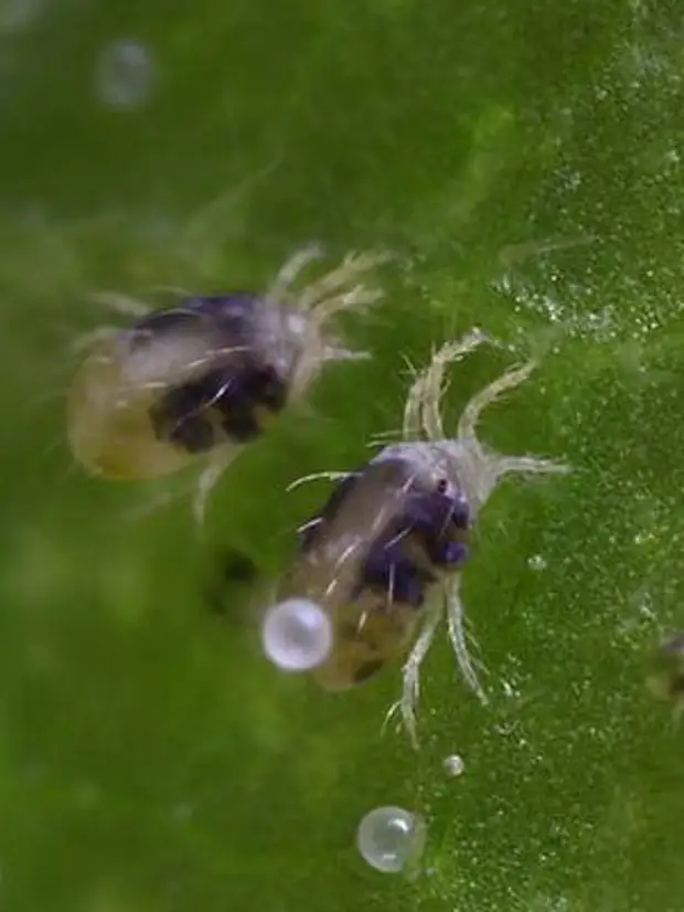 Mga peste ng houseplant at paraan ng paglaban sa kanila