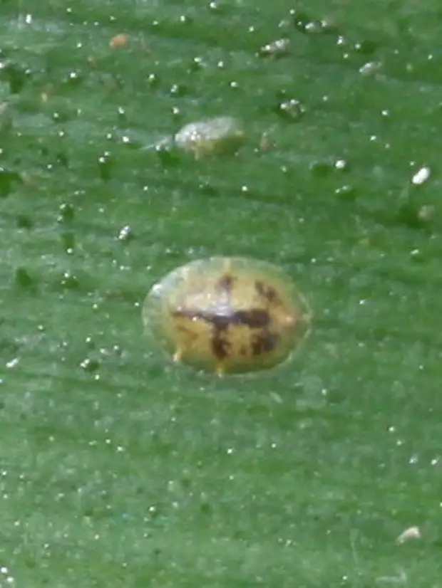 Mga peste ng houseplant at paraan ng paglaban sa kanila