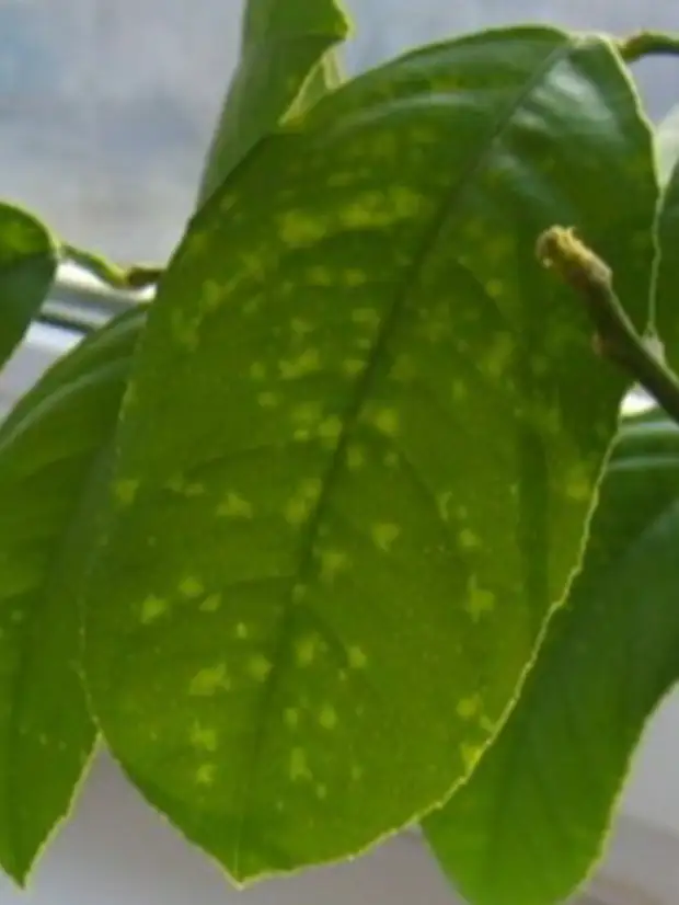 Mga peste ng houseplant at paraan ng paglaban sa kanila