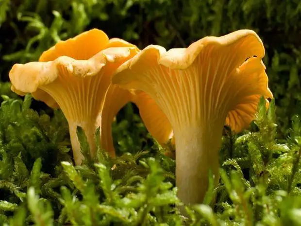 ለምን chanterelles በጭራሽ ትል እንደማይሆኑ አስበህ ታውቃለህ?