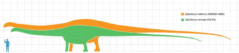 Diplodocus_scale