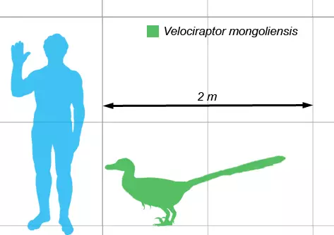 விராப்டர் அளவு