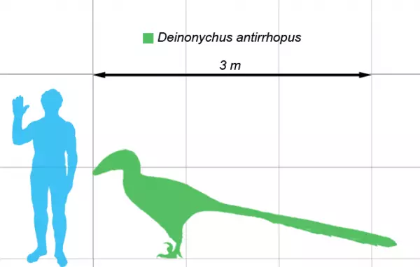 Deinonychus skalė