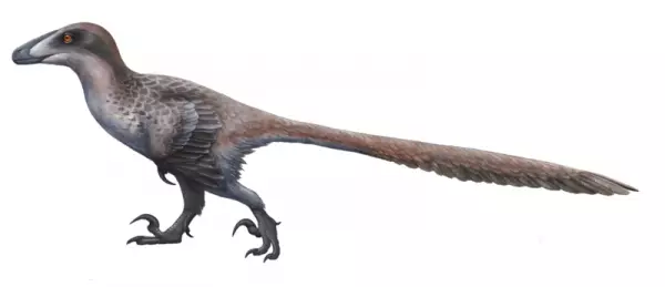 800px-Deinonychus_ewilloughby