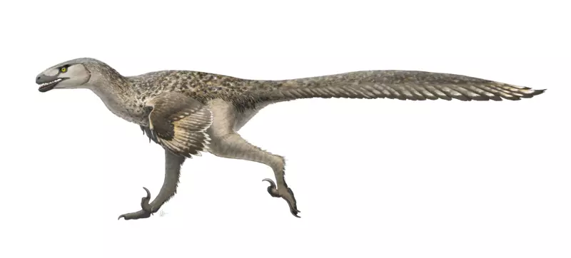 800px-Dromaeosaurus_Restauratioun