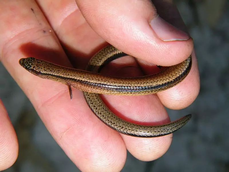 1024 px-Yellow-bellied_three-toed_skink