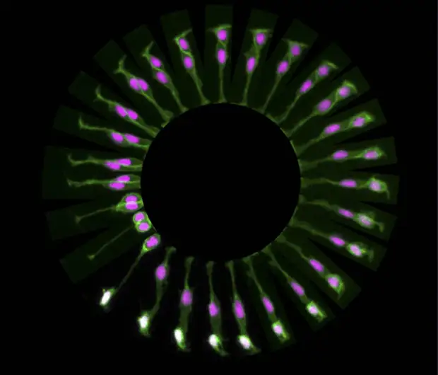 Enillwyr Cystadleuaeth Ffotograffiaeth Biofeddygol Wellcome Image 2016