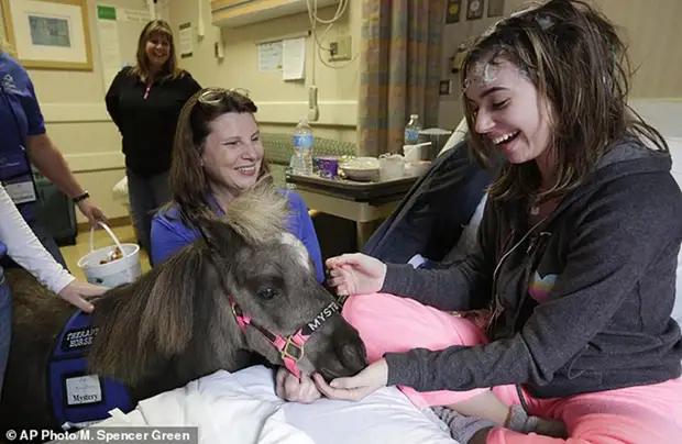 En este nov. Fotografía del 13 de 2014, la paciente Emily Pietsch pasa tiempo con Mystery, uno de los dos caballos en miniatura de 'Mane in Heaven' que visitó la unidad pediátrica del Centro Médico de la Universidad Rush en Chicago. Mystery y Lunar, pequeños como perros grandes, son equinos con una misión médica, para ofrecer cuidados de confort y terapia de distracción para pacientes enfermos. Es un papel que a menudo asumen los perros en los entornos de atención médica. La terapia con animales, según estudios e informes anecdóticos, puede beneficiar la salud, tal vez incluso acelerar la curación y la recuperación. (Foto AP / M. Spencer Green)