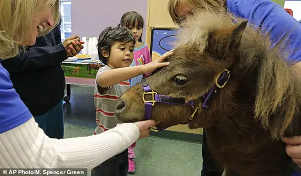 En este nov. Foto del 13 de 2014, los pacientes Nathaniel Lopez, izquierda, y Araceli Morales acarician a Lunar uno de los dos caballos en miniatura de 'Mane in Heaven' que visitaron la unidad pediátrica del Centro Médico de la Universidad Rush en Chicago. Mystery y Lunar, pequeños como perros grandes, son equinos con una misión médica, para ofrecer cuidados de confort y terapia de distracción para pacientes enfermos. Es un papel que a menudo asumen los perros en los entornos de atención médica; la terapia con animales, según estudios e informes anecdóticos, puede beneficiar la salud, quizás incluso acelerar la curación y la recuperación (AP Photo / M. Spencer Green).