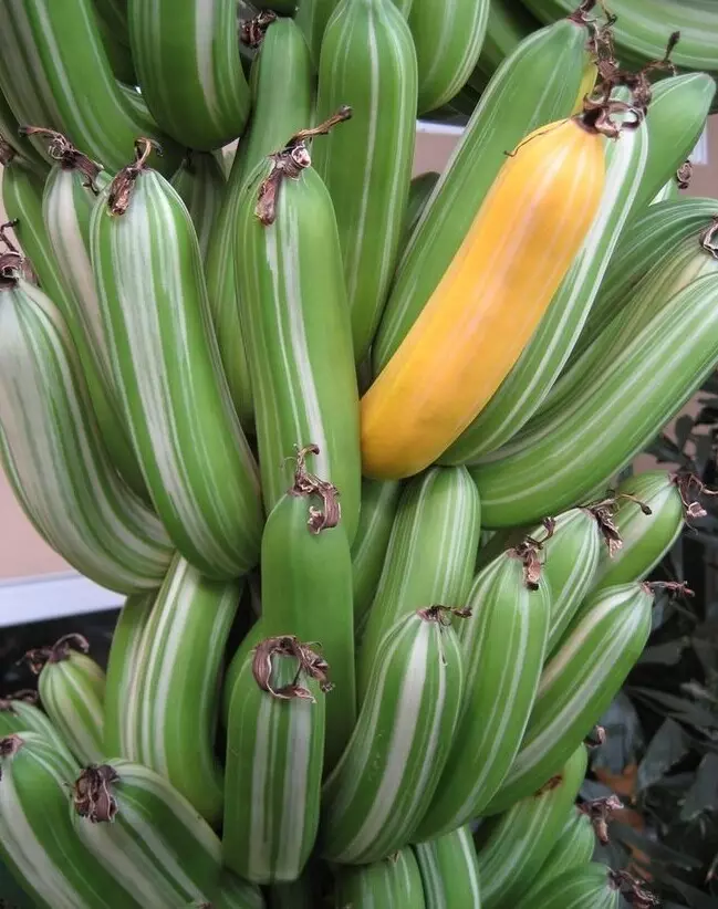 Munduko banana ezohikoak