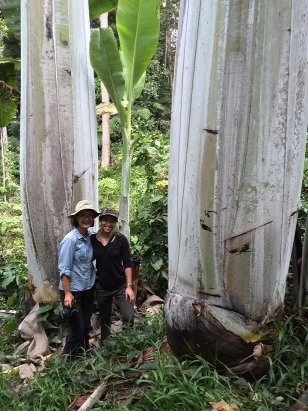 Palm Musa Ingens (banana erraldoia)