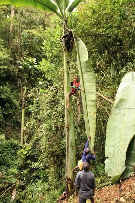 La plej nekutimaj bananoj en la mondo