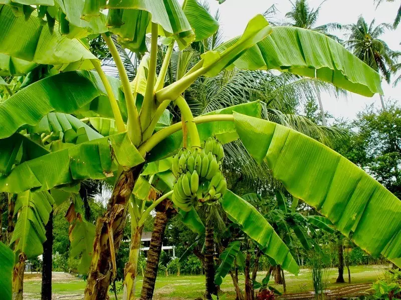 La plej nekutimaj bananoj en la mondo