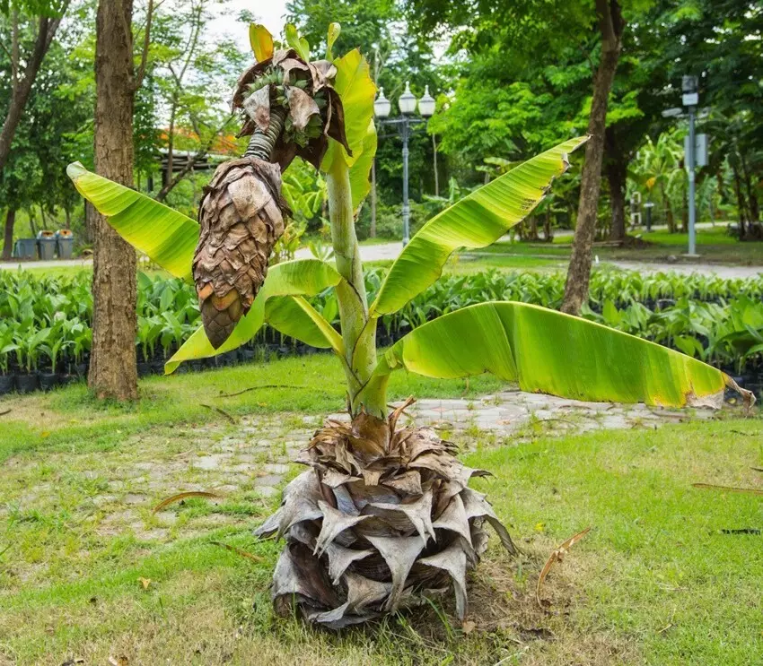 Ensete Superbum - Indiako banana espeziea