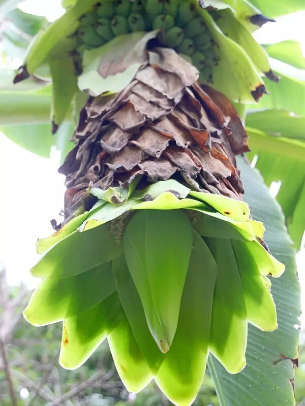 De mest uvanlige bananene i verden