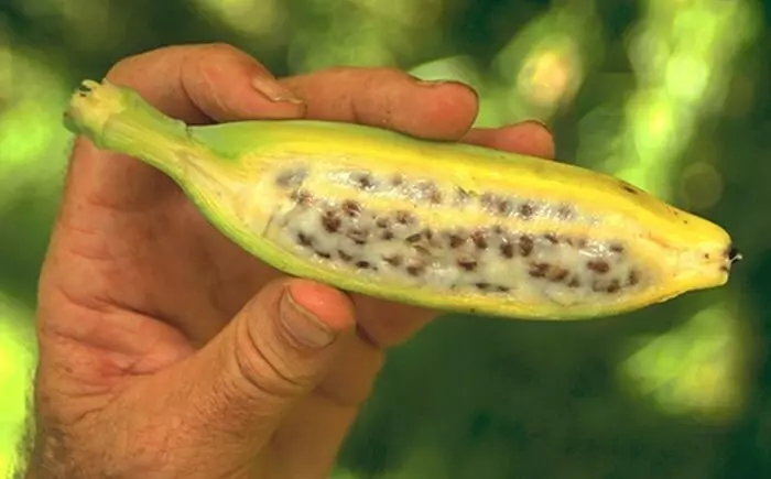 Ecco come appare una banana selvatica.