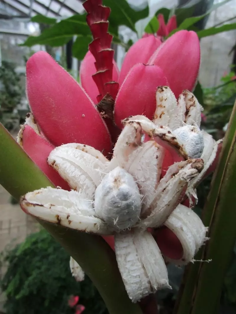 banane rosa