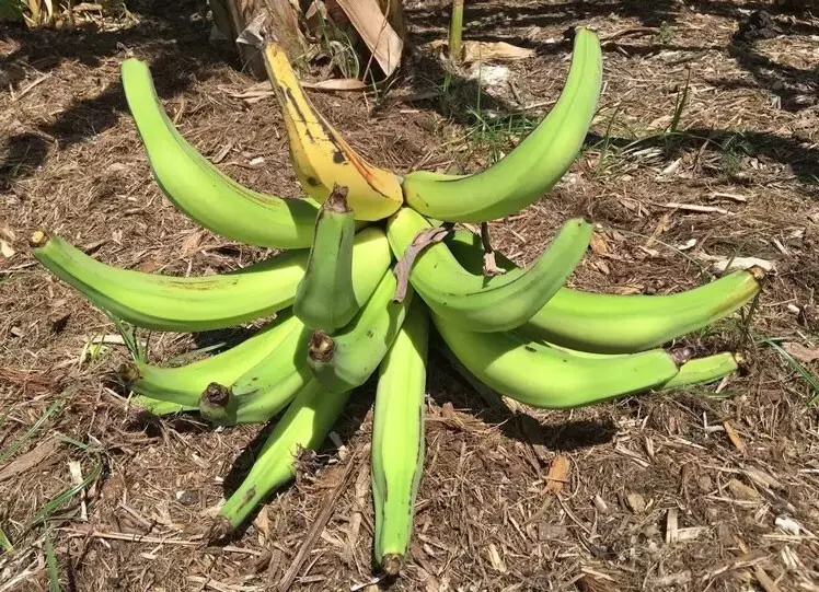 Adharc srónbheannach bananaí ollmhóra