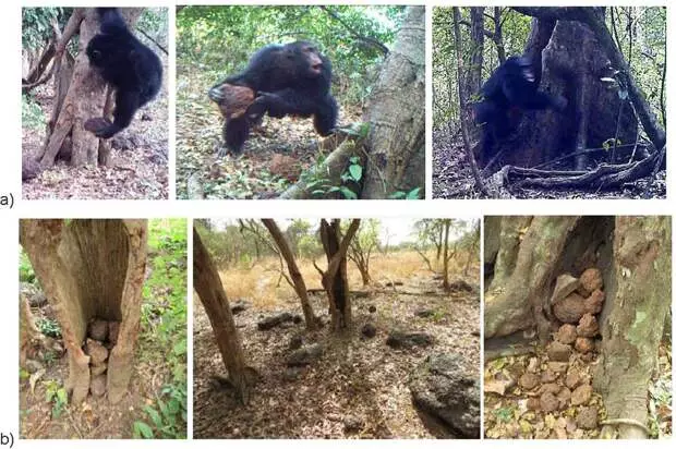 Sensasi: simpanse ing Afrika nemokke sawetara jinis dewa lan padha ndedonga marang dheweke