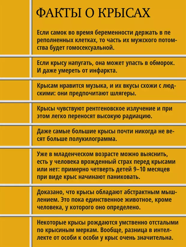 Сиво суштество. Сè што сакавте да знаете за стаорците, но не помисливте да прашате