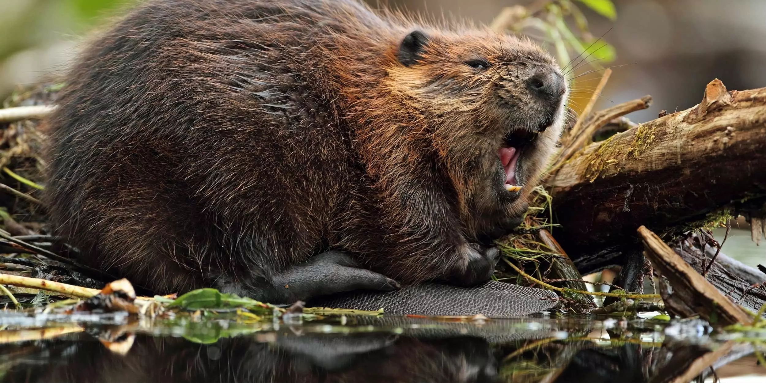 What is beaver spray and is it worth drinking