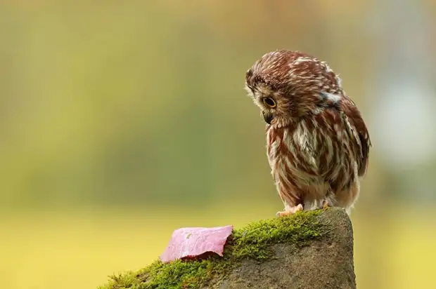 Burung hantu sing apik tenan iki