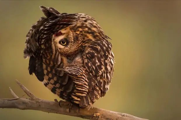 Burung hantu sing apik tenan iki