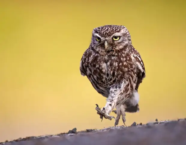 Burung hantu sing apik tenan iki