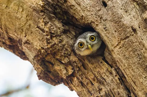 Burung hantu sing apik tenan iki