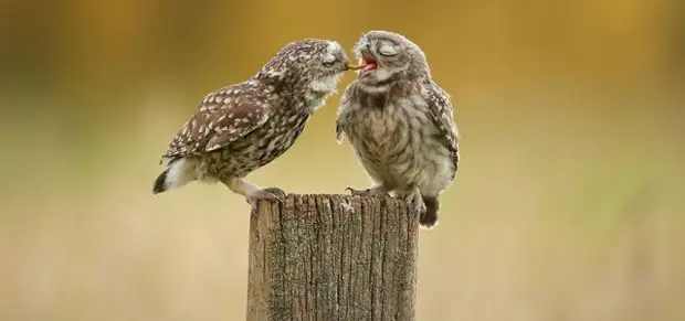 Burung hantu sing apik tenan iki