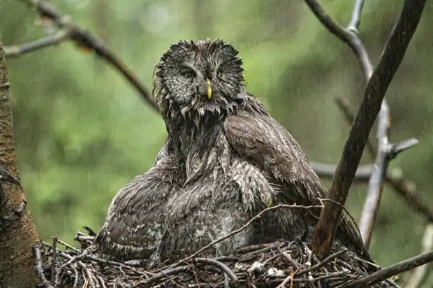 Burung hantu sing apik tenan iki