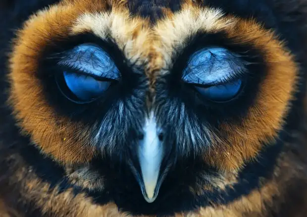 ເຫຼົ່າ ນີ້ owls ເຮັດ ໃຫ້ ປະ ລາດ