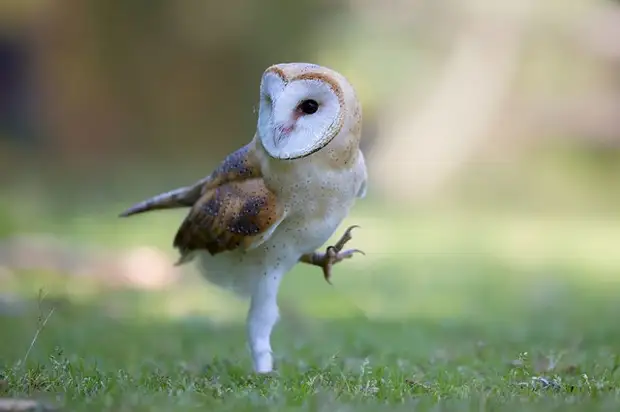 Burung hantu sing apik tenan iki