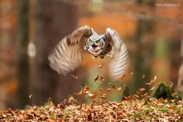 Burung hantu sing apik tenan iki