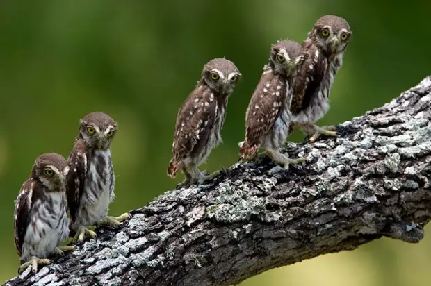 Burung hantu sing apik tenan iki