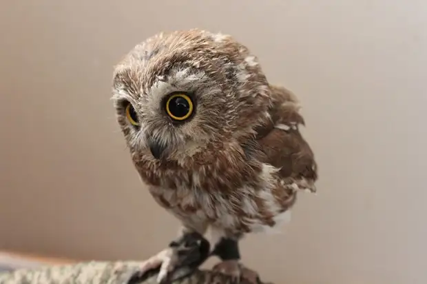 ເຫຼົ່າ ນີ້ owls ເຮັດ ໃຫ້ ປະ ລາດ