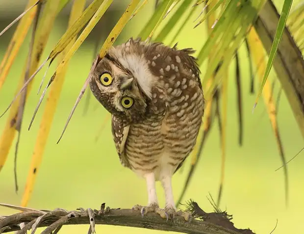 Burung hantu sing apik tenan iki